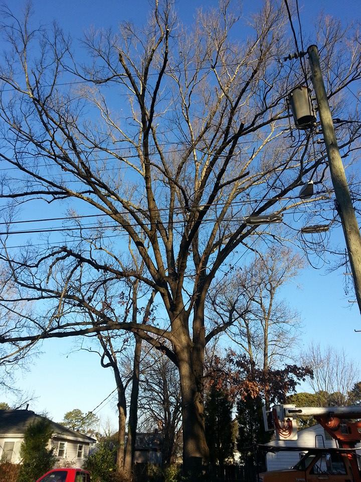 Angel Wings Tree Service - Tree Ninja